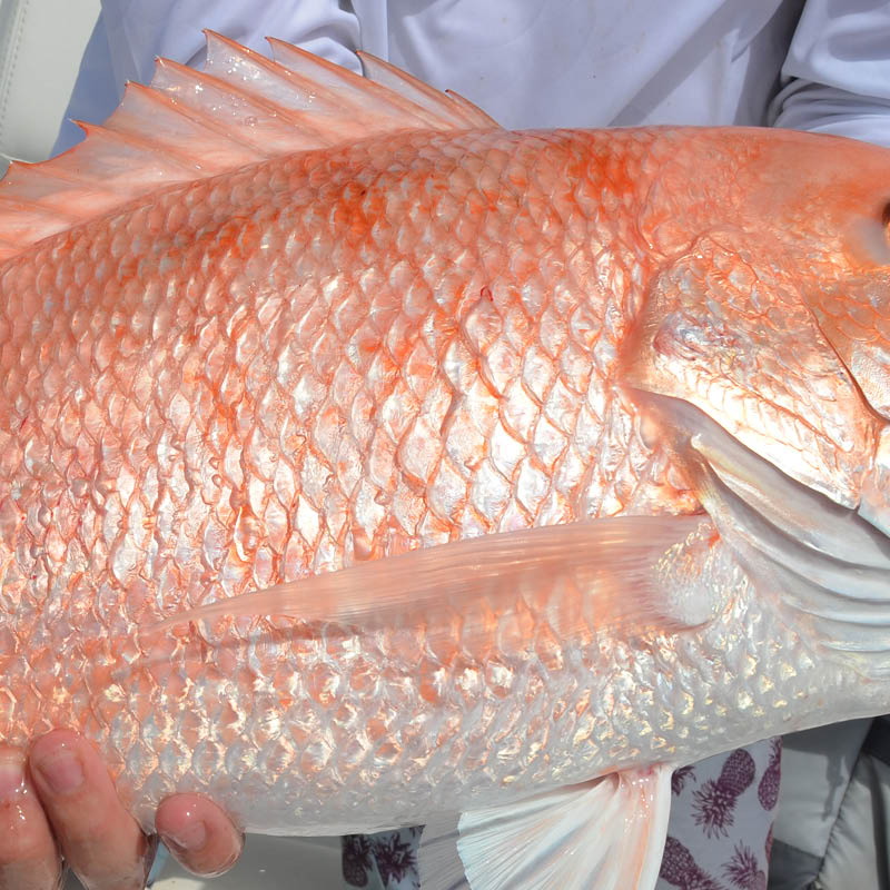 Barotrauma - Return 'Em Right