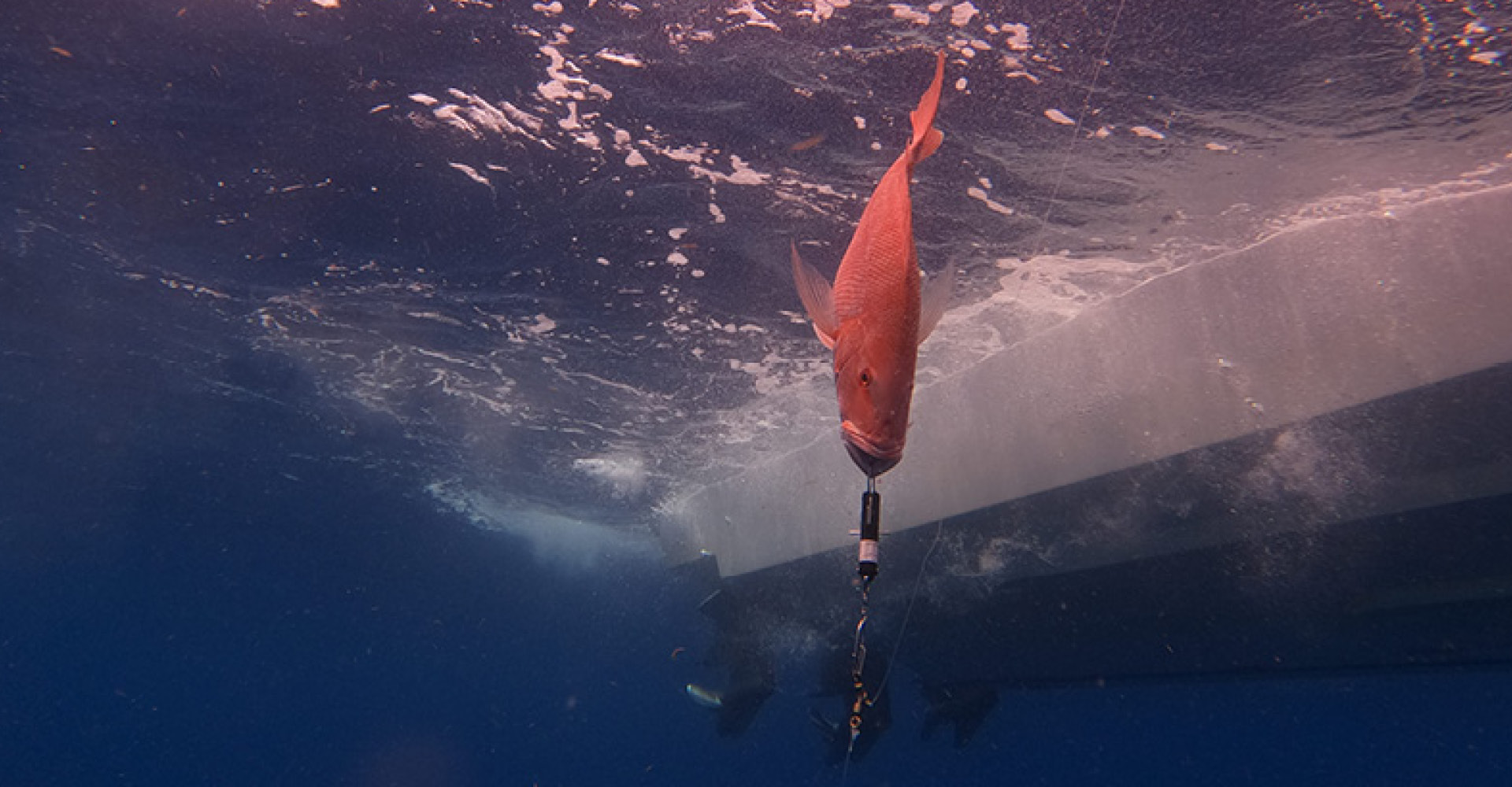 Return ’Em Right Launches – A New Angler-Driven Program Tackling ...